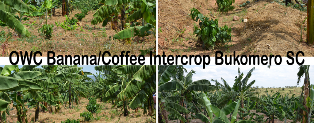 Kiboga District
